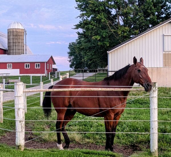 Exploring Shipshewana: A Journey into Amish Country - Cornfields and ...